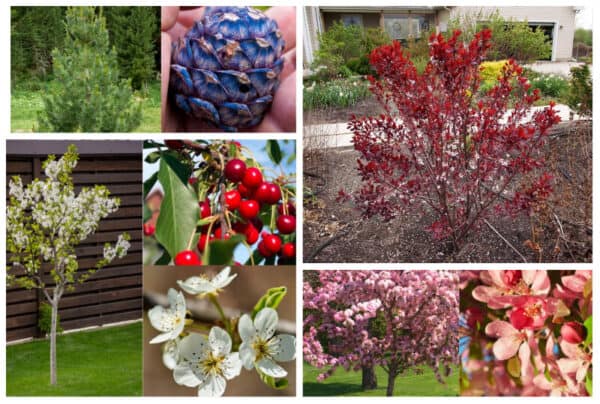 Hardiness Zone 3 Trees (11 Tough Options for Cold Climates)