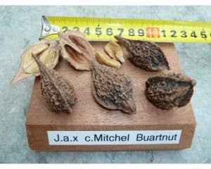 6 Nut Trees to Plant & Grow in Wisconsin (Hardy & Tasty)