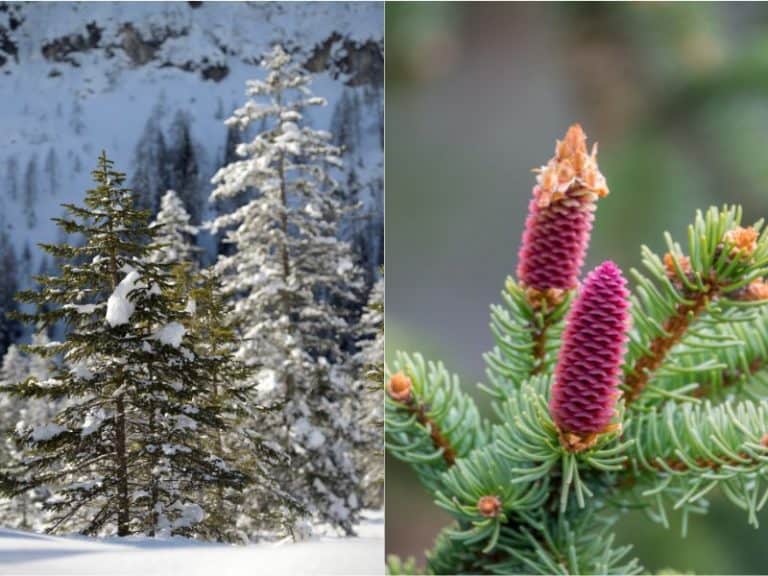 Hardiness Zone 3 Trees (11 Tough Options for Cold Climates)