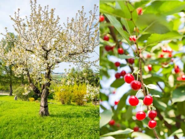 Hardiness Zone 3 Trees (11 Tough Options for Cold Climates)