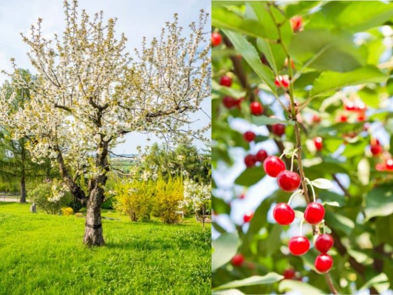 Hardiness Zone 3 Trees (11 Tough Options for Cold Climates)