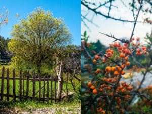 Hardiness Zone 3 Trees (11 Tough Options for Cold Climates)