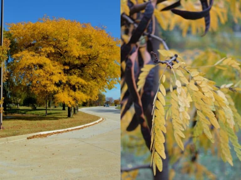 Hardiness Zone 3 Trees (11 Tough Options for Cold Climates)