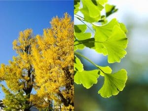 Hardiness Zone 3 Trees (11 Tough Options for Cold Climates)