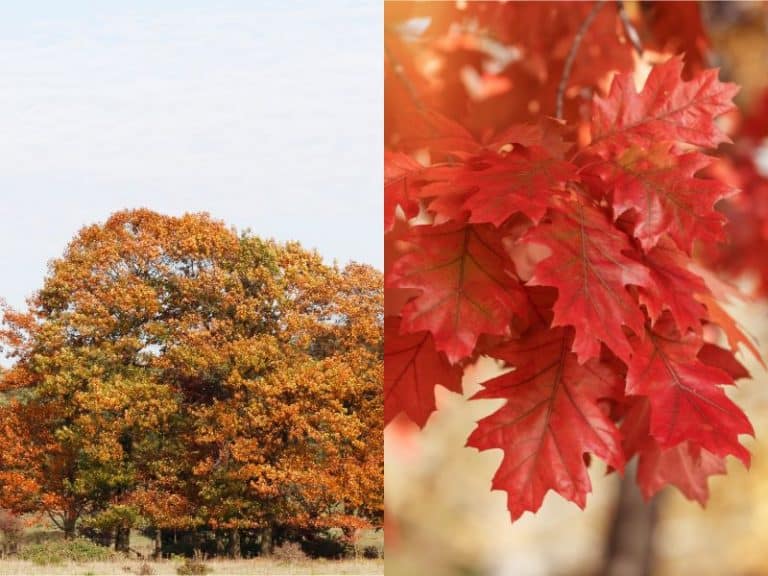 Hardiness Zone 3 Trees (11 Tough Options for Cold Climates)