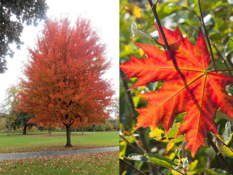 Hardiness Zone 3 Trees (11 Tough Options for Cold Climates)