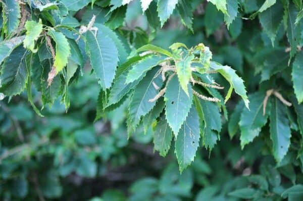 30 Types of Trees Native to Georgia (Common & Rare Species)