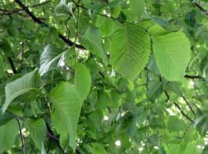 9 Trees Native to West Virginia Commonly Seen in the Wild