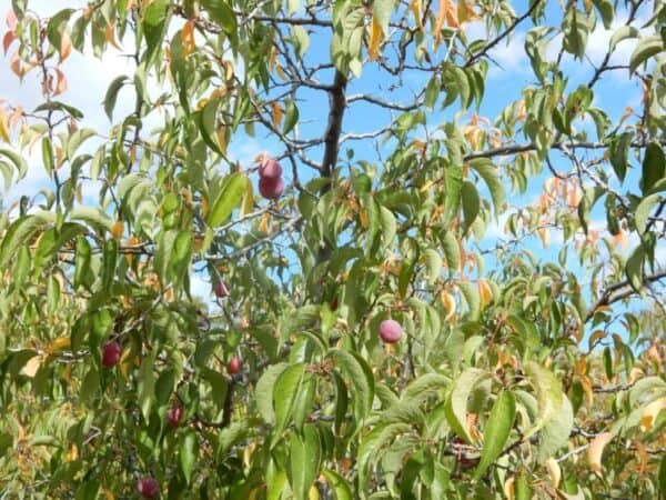11 Best Fruit Trees for West Virginia for Bountiful Harvests