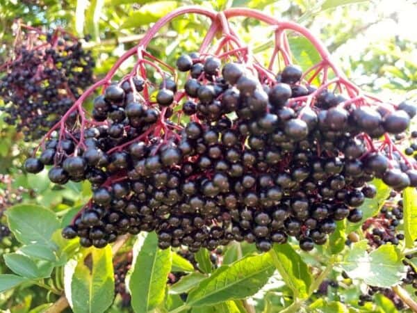 11 Best Fruit Trees for West Virginia for Bountiful Harvests