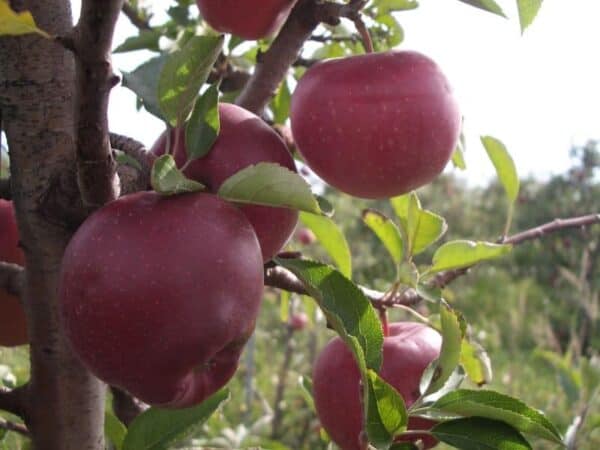 11 Best Fruit Trees for West Virginia for Bountiful Harvests