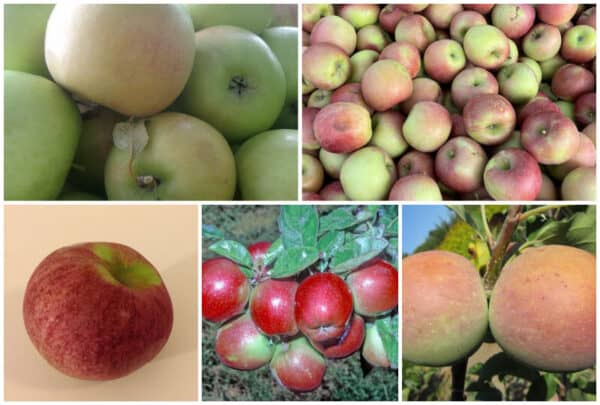 8 Edible Nut Trees You Can Grow in Connecticut