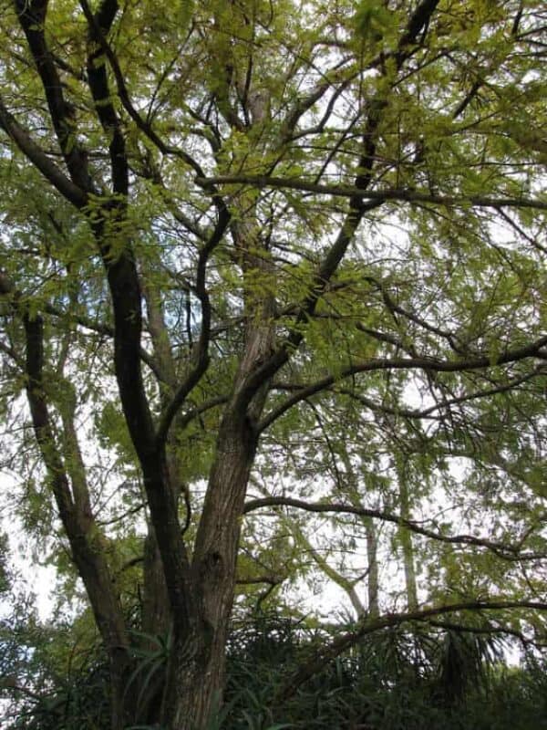 30 Types of Trees Native to Georgia (Common & Rare Species)