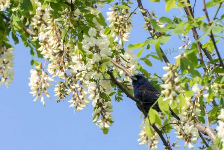 16 Common Types of Trees in West Virginia (Grow or Admire)