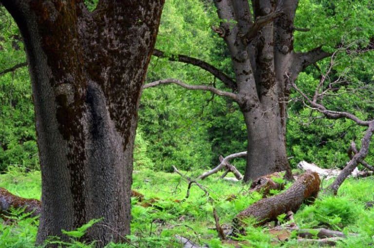 16 Common Types of Trees in West Virginia (Grow or Admire)