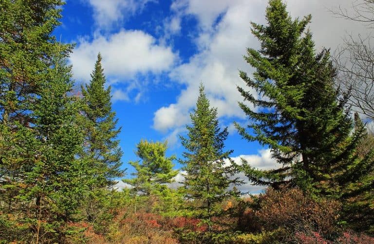 11 Evergreen Trees in Connecticut for Lush Growth Year Round