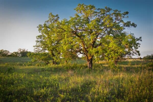12 Shade Trees to Grow in Wisconsin (Popular & Beautiful)
