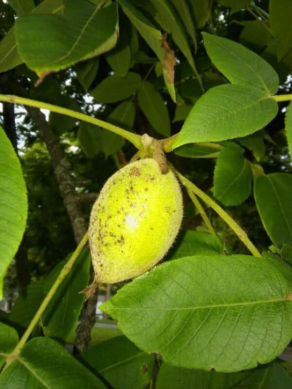 8 Edible Nut Trees You Can Grow in Connecticut