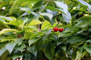 11 Best Fruit Trees for West Virginia for Bountiful Harvests