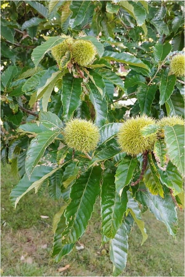 8 Edible Nut Trees You Can Grow in Connecticut