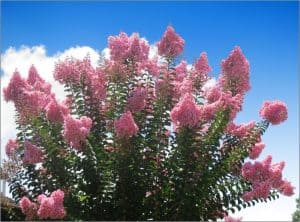 16 Common Types of Trees in West Virginia (Grow or Admire)