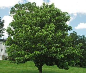16 Common Types of Trees in West Virginia (Grow or Admire)