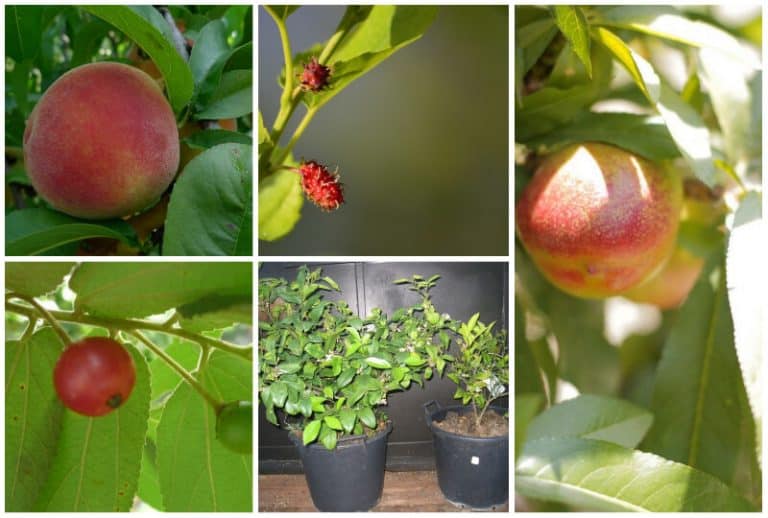 8 Best Plum Tree Varieties to Plant in Your Texas Yard