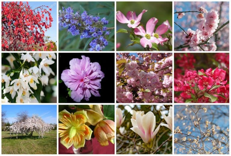 20 Full-Sized & Small Ornamental Flowering Trees for Zone 7