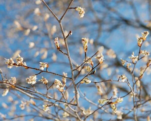 16 Common Types of Trees in West Virginia (Grow or Admire)