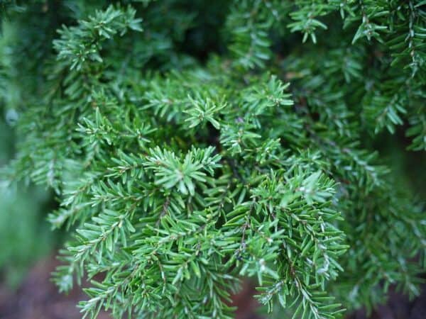 11 Evergreen Trees in Connecticut for Lush Growth Year Round