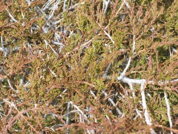 30 Types of Trees Native to Georgia (Common & Rare Species)