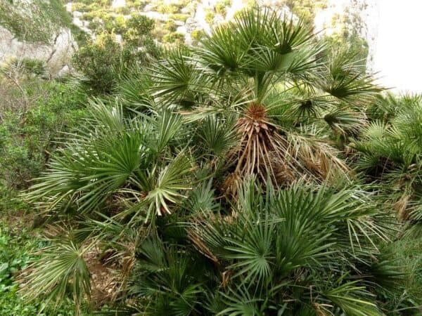 19 Popular Trees in Delaware (Including Native, Palm & Pine)