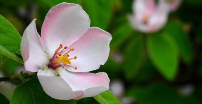 12 Most Popular Apple Tree Varieties to Grow in Connecticut
