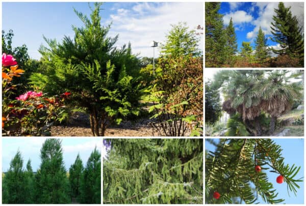 11 Evergreen Trees in Florida for Green Year Round