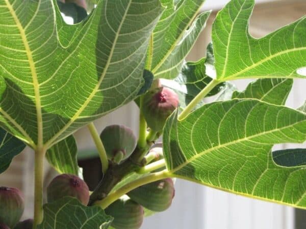 11 Best Fruit Trees for West Virginia for Bountiful Harvests