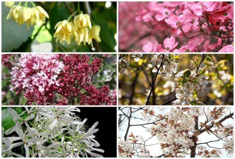 20 Full-Sized & Small Ornamental Flowering Trees for Zone 7