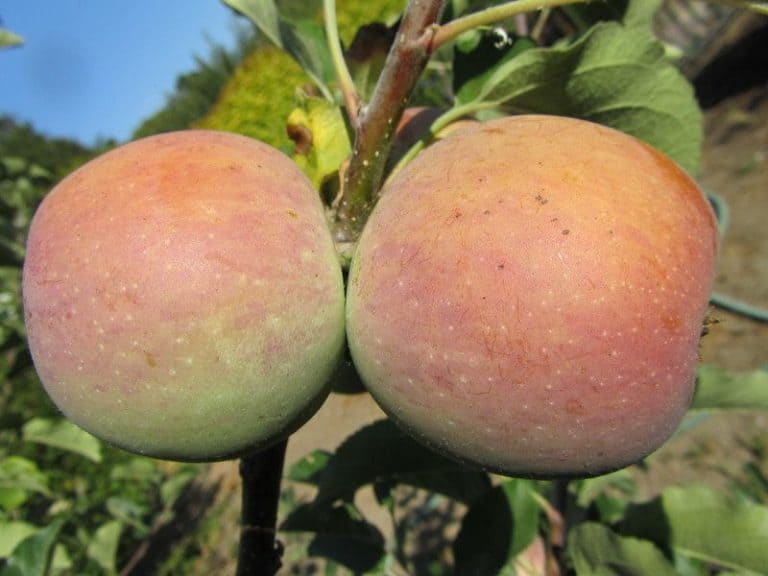 12 Most Popular Apple Tree Varieties to Grow in Connecticut