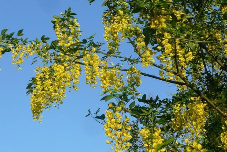 19 Flowering Trees in Delaware to Grow or Discover Today
