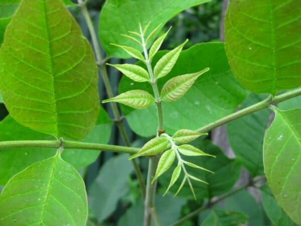 12 Shade Trees to Grow in Wisconsin (Popular & Beautiful)
