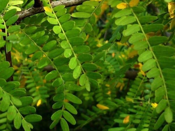 30 Types of Trees Native to Georgia (Common & Rare Species)