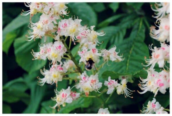 16 Common Types of Trees in West Virginia (Grow or Admire)