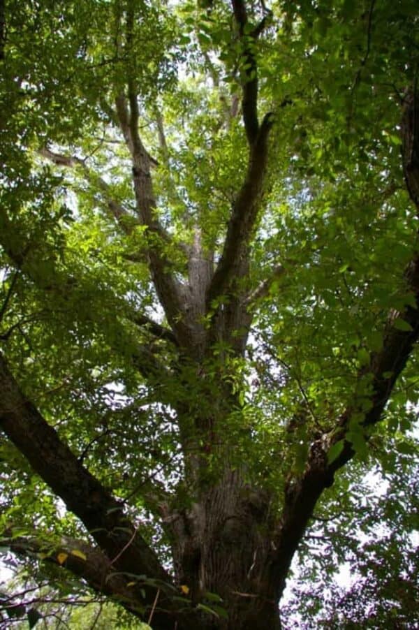 19 Popular Trees in Delaware (Including Native, Palm & Pine)