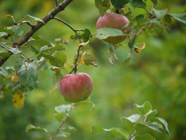 12 Most Popular Apple Tree Varieties to Grow in Connecticut