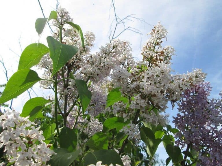 19 Flowering Trees in Delaware to Grow or Discover Today