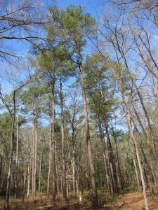 19 Popular Trees in Delaware (Including Native, Palm & Pine)