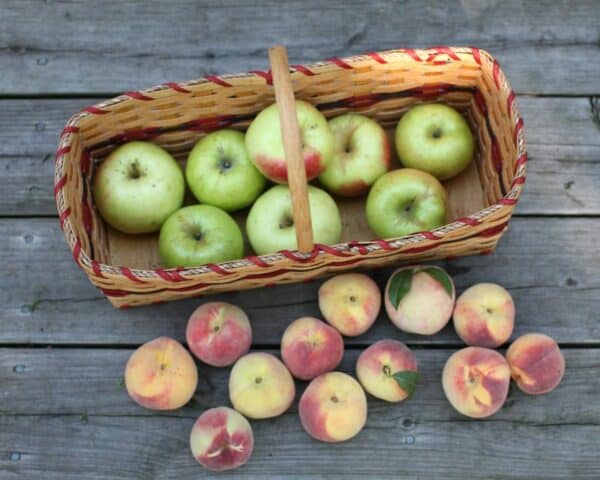 6 Best Peach Trees to Plant & Grow in Wisconsin (Incl Dwarf)