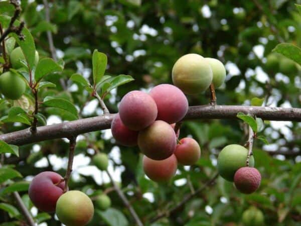 11 Best Fruit Trees for West Virginia for Bountiful Harvests