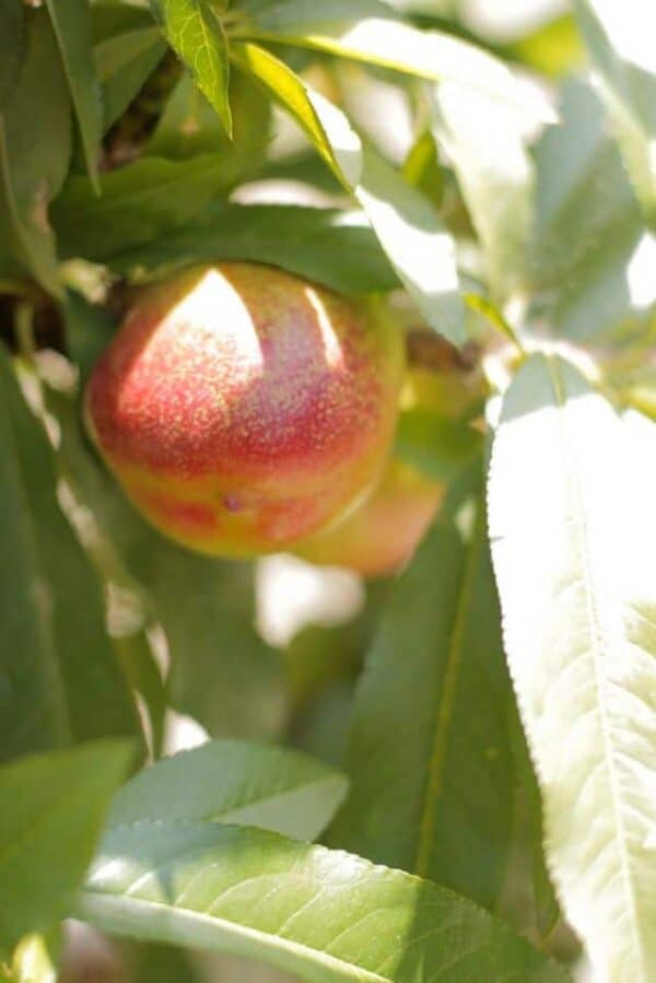 12 Fruit Trees That Grow in Delaware (Peach, Cherry, Lemon)