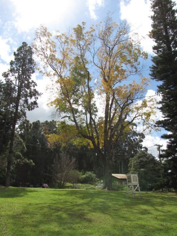 8 Edible Nut Trees You Can Grow in Connecticut