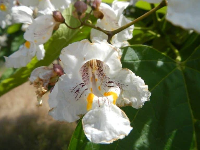 30 Types of Trees Native to Georgia (Common & Rare Species)